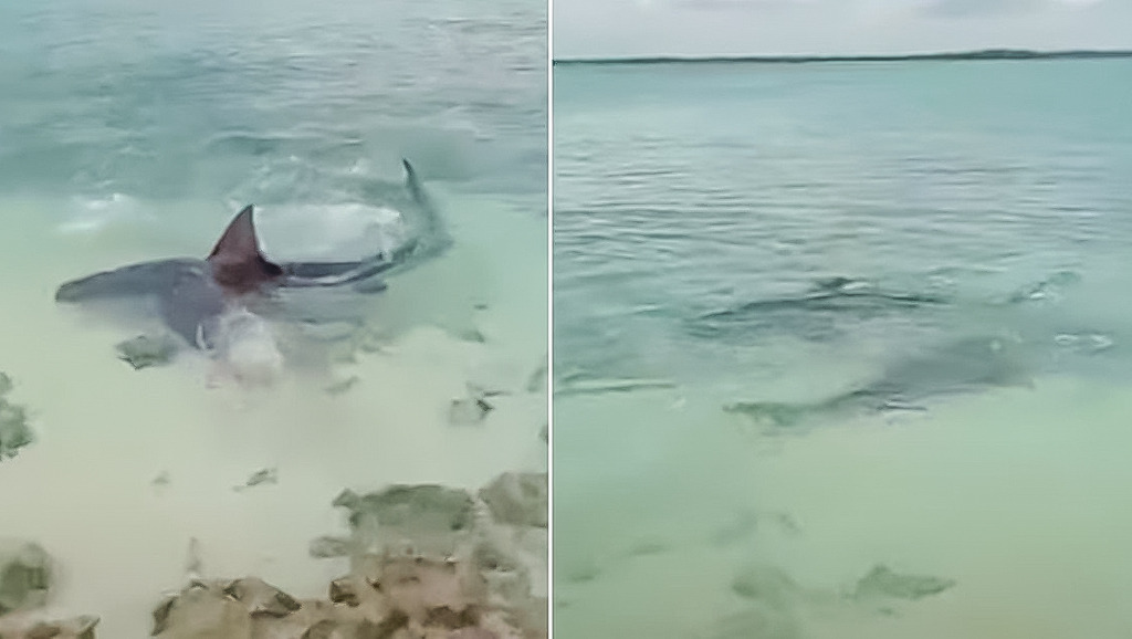 Tiburones invaden playa cubana – Lo Real Maravilloso